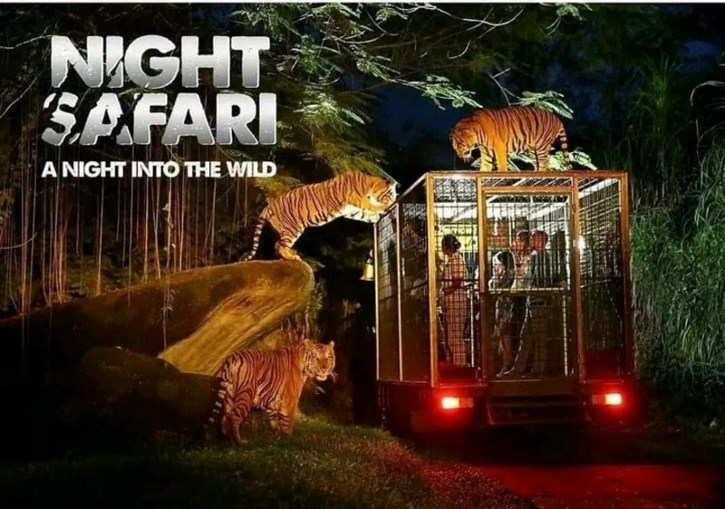 Night Safari Packages Taman Safari Bali - Best Way To Spend A Thrilling ...