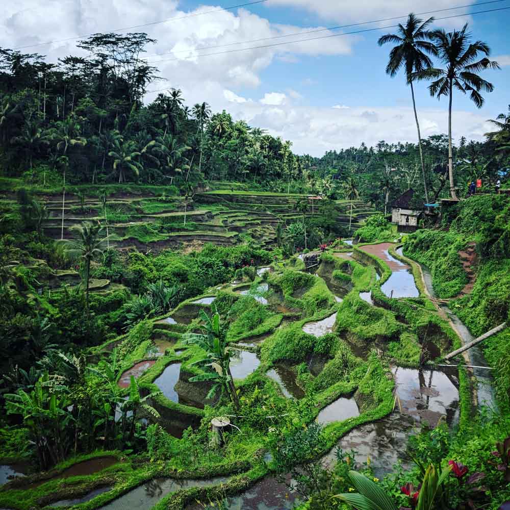 Bali Rice Terraces | Bali Rice Terraces Tours - www.baliriceterrace.com