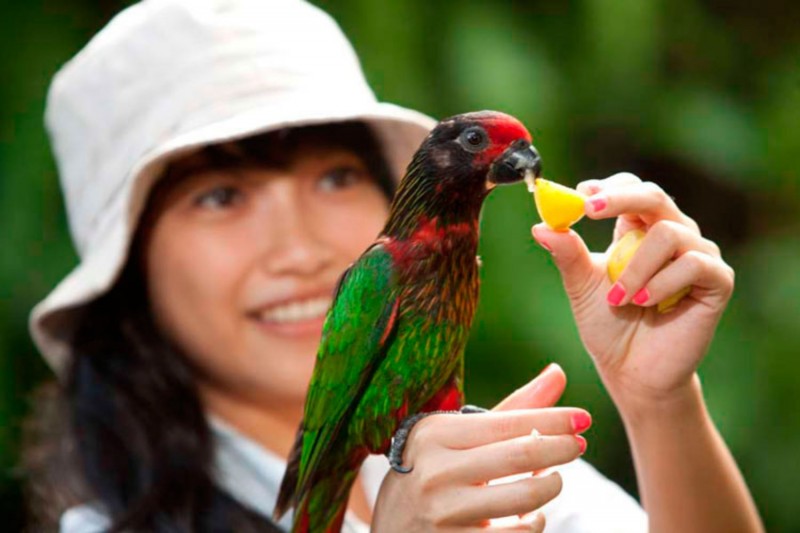 Kebun Binatang Bali – Dapatkan Tiket Dengan Promo Spesial