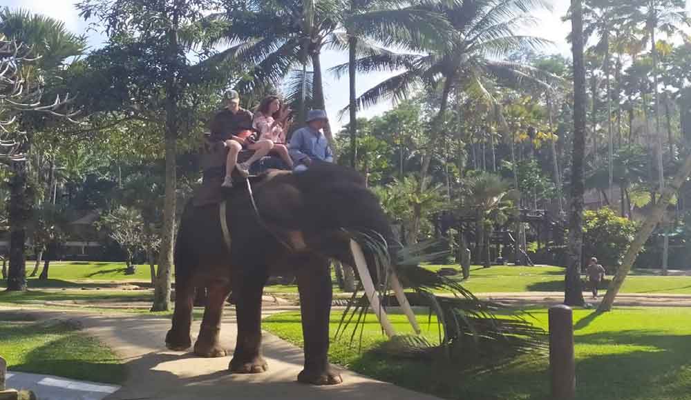 Elephant Safari Ride Taro