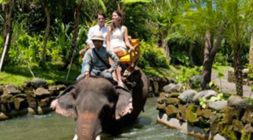 Bali Zoo Elephant Safari Ride Tour Package | 30 Minutes Ride Free ...